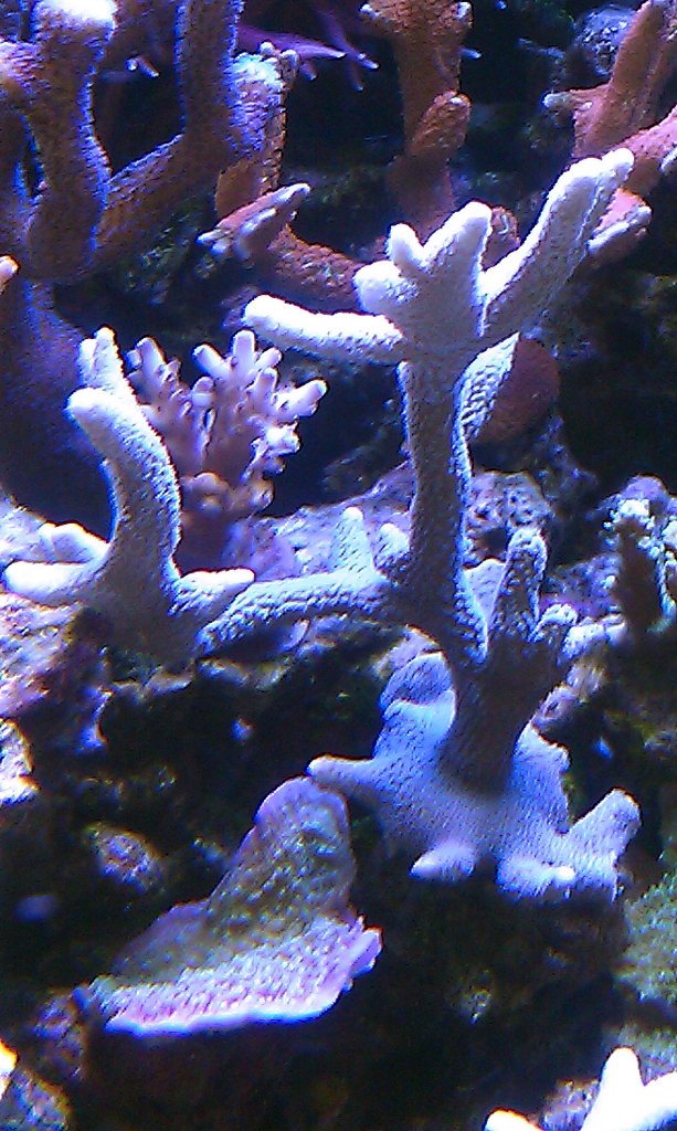 German Blue digi not coloring up? | Reef2Reef