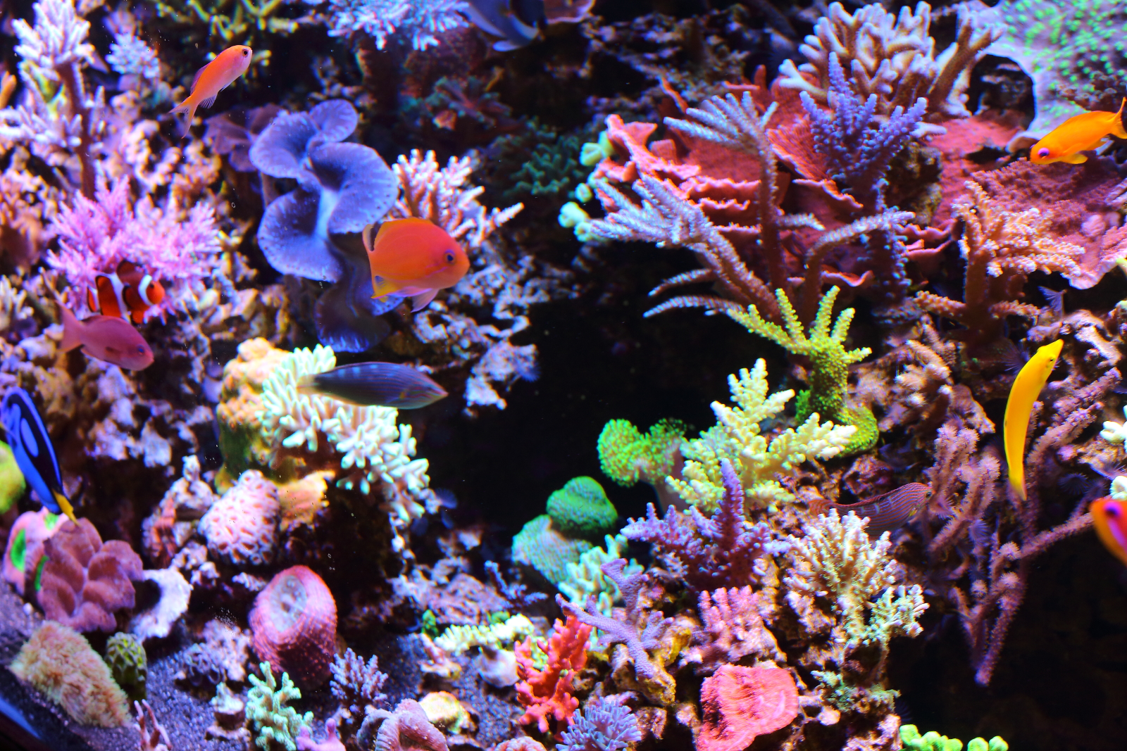 TDB's 320 SPS Tank - Page 3 - Reef Central Online Community
